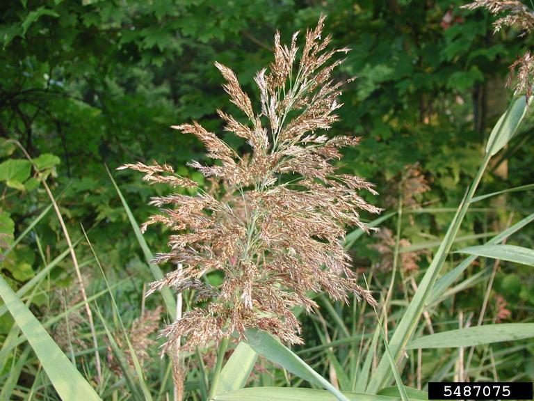 common reed (Phragmites australis (Cavanilles) Trinius ex Steudel)