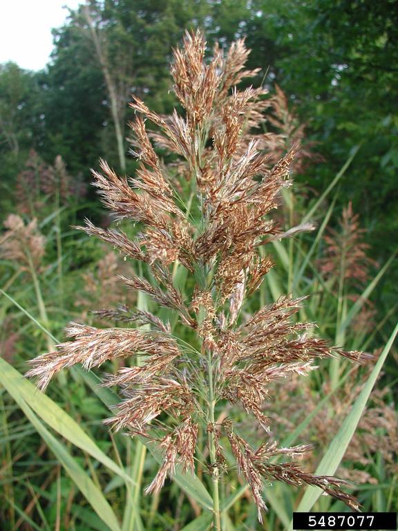 common reed (Phragmites australis (Cavanilles) Trinius ex Steudel)