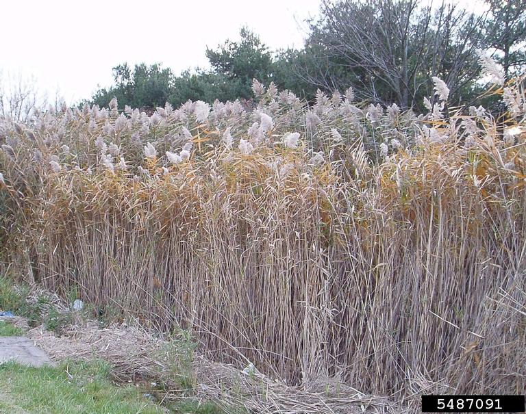 common reed (Phragmites australis)