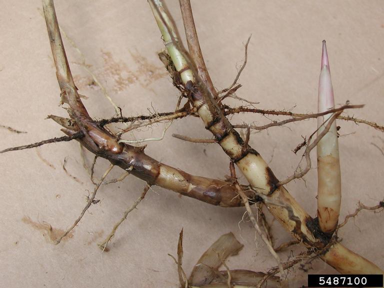 common reed (Phragmites australis (Cavanilles) Trinius ex Steudel)