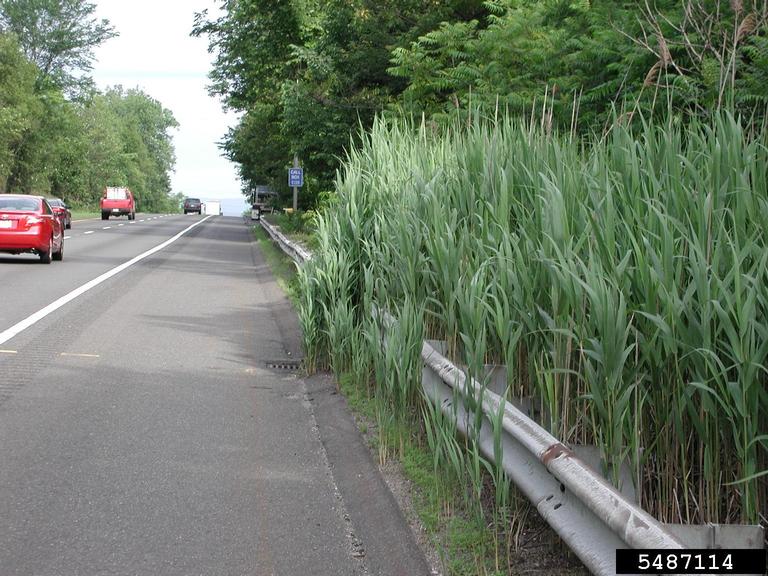 common reed (Phragmites australis (Cavanilles) Trinius ex Steudel)