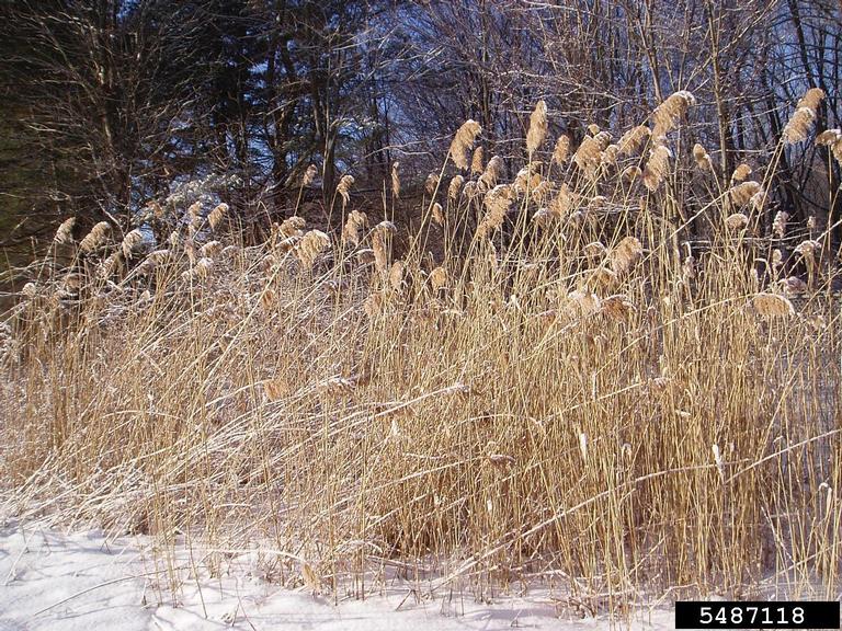 common reed (Phragmites australis (Cavanilles) Trinius ex Steudel)