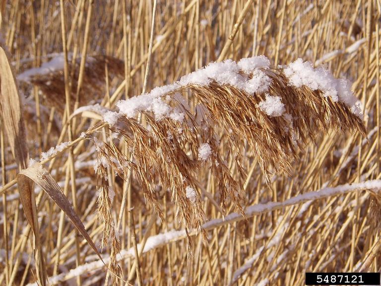 common reed (Phragmites australis (Cavanilles) Trinius ex Steudel)