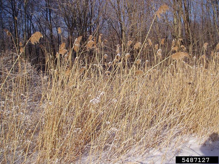 common reed (Phragmites australis (Cavanilles) Trinius ex Steudel)
