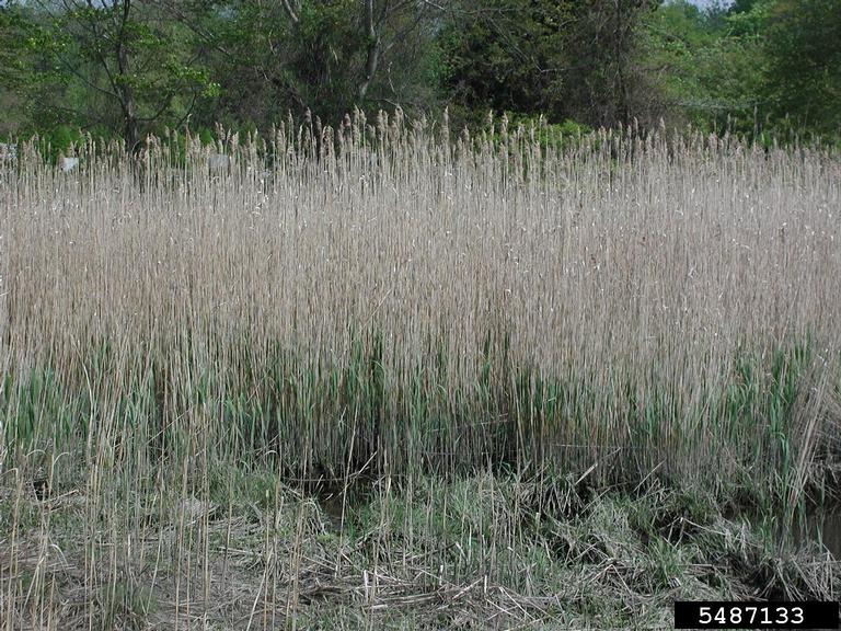 common reed (Phragmites australis (Cavanilles) Trinius ex Steudel)