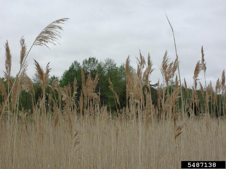common reed (Phragmites australis (Cavanilles) Trinius ex Steudel)