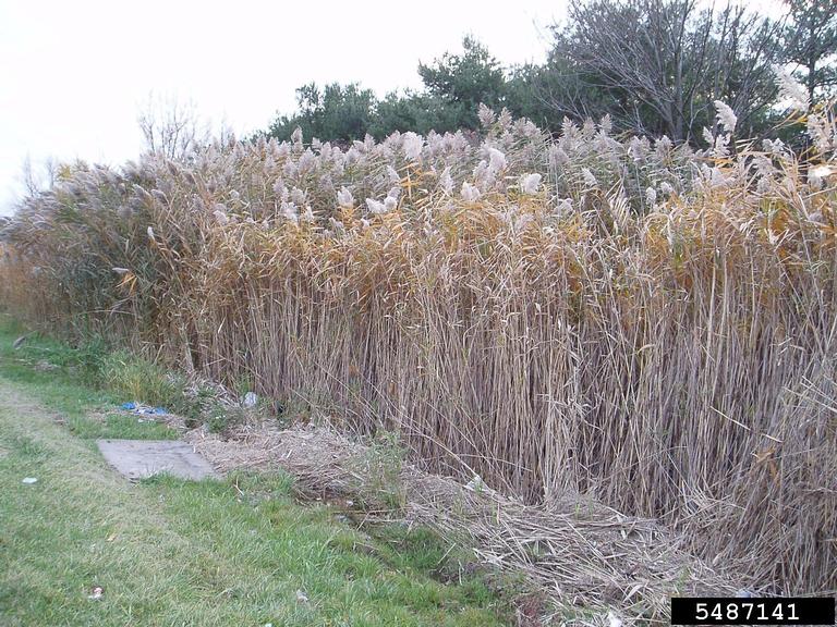 common reed (Phragmites australis)