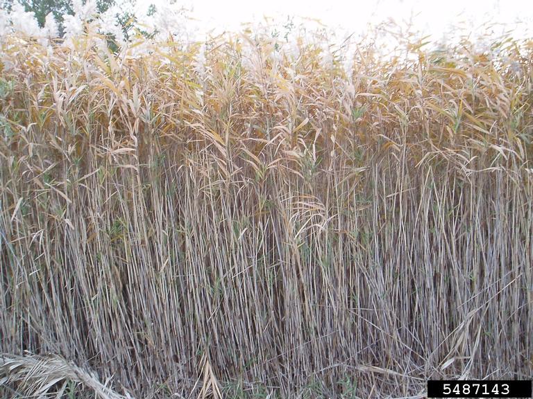 common reed (Phragmites australis (Cavanilles) Trinius ex Steudel)
