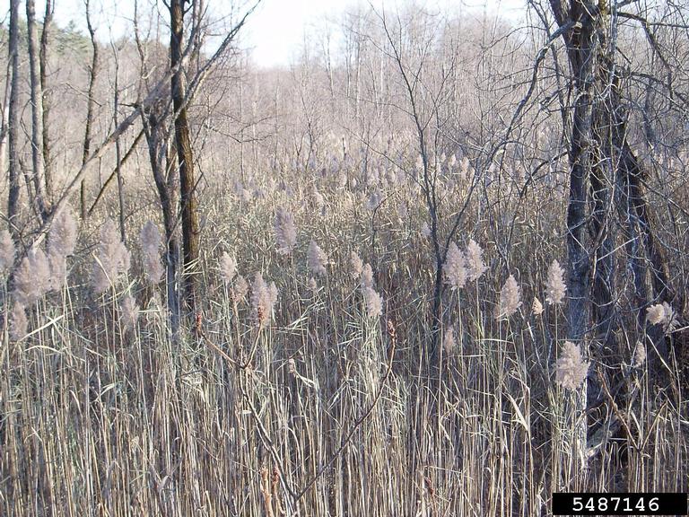 common reed (Phragmites australis (Cavanilles) Trinius ex Steudel)