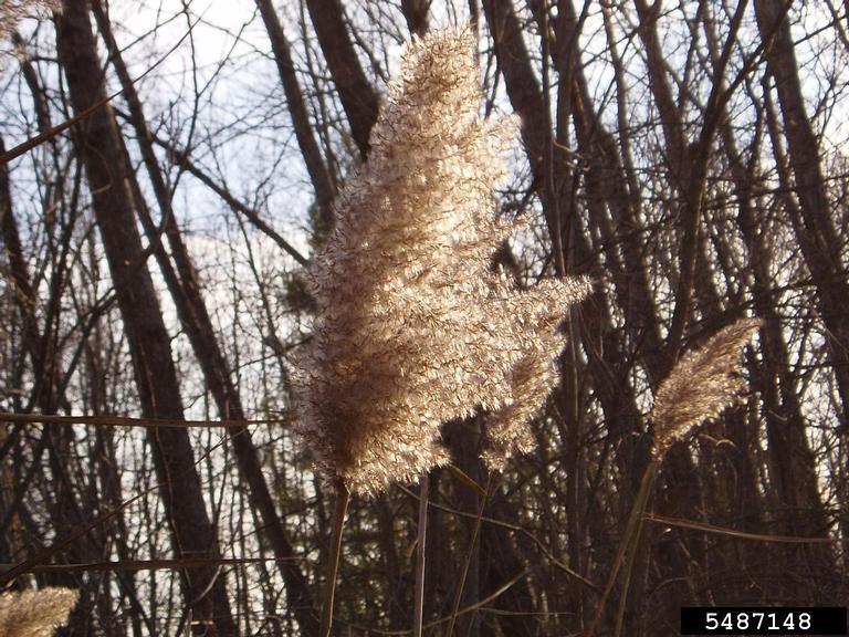 common reed (Phragmites australis (Cavanilles) Trinius ex Steudel)