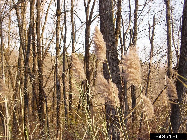 common reed (Phragmites australis (Cavanilles) Trinius ex Steudel)