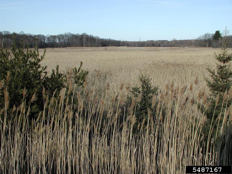 common reed (Phragmites australis (Cavanilles) Trinius ex Steudel)