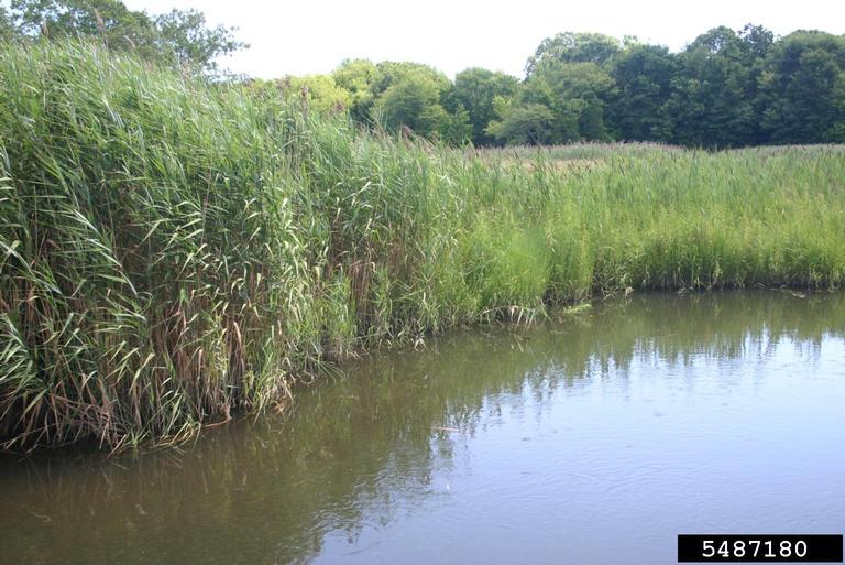 common reed (Phragmites australis (Cavanilles) Trinius ex Steudel)