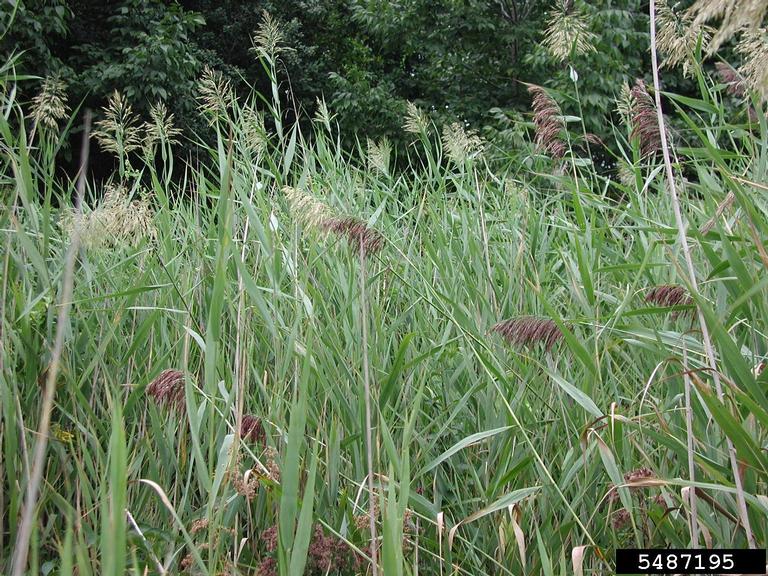 common reed (Phragmites australis (Cavanilles) Trinius ex Steudel)