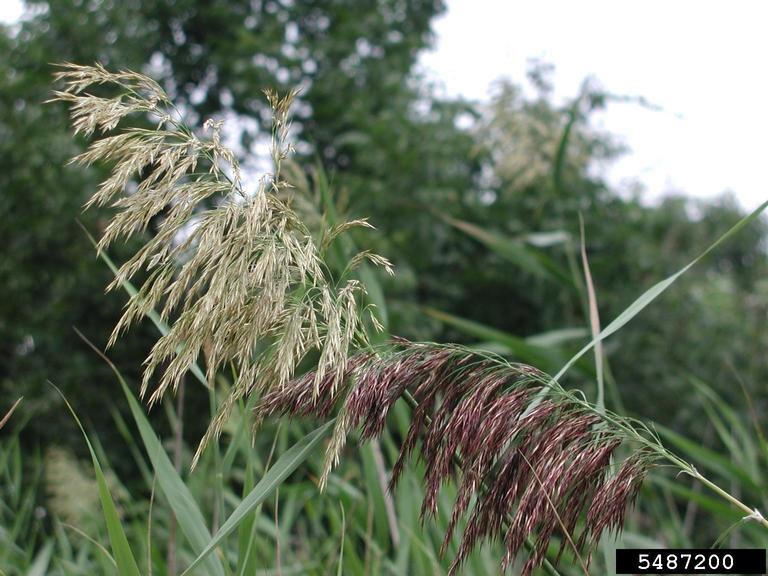 common reed (Phragmites australis (Cavanilles) Trinius ex Steudel)