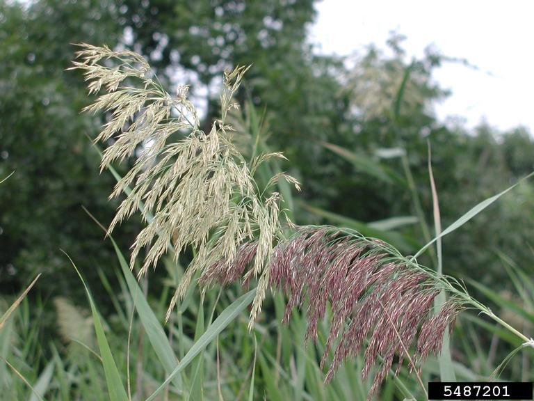 common reed (Phragmites australis (Cavanilles) Trinius ex Steudel)