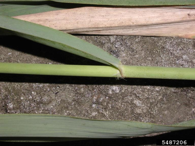 common reed (Phragmites australis (Cavanilles) Trinius ex Steudel)