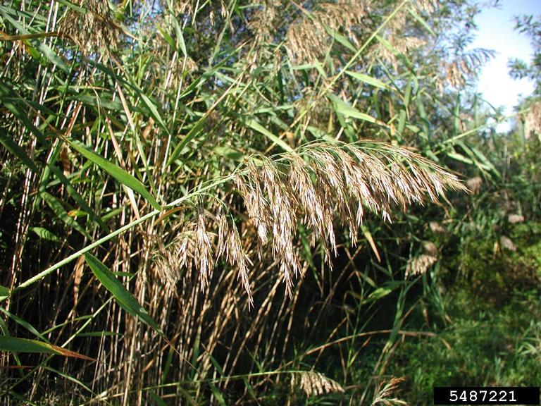 common reed (Phragmites australis (Cavanilles) Trinius ex Steudel)