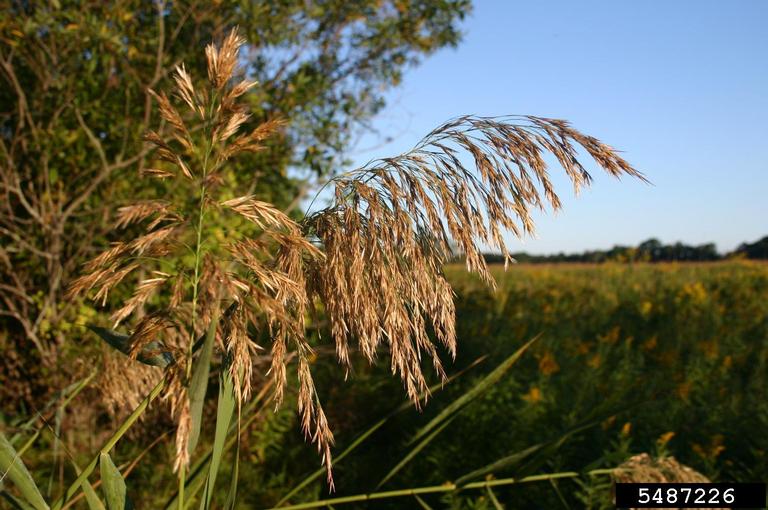 common reed (Phragmites australis)