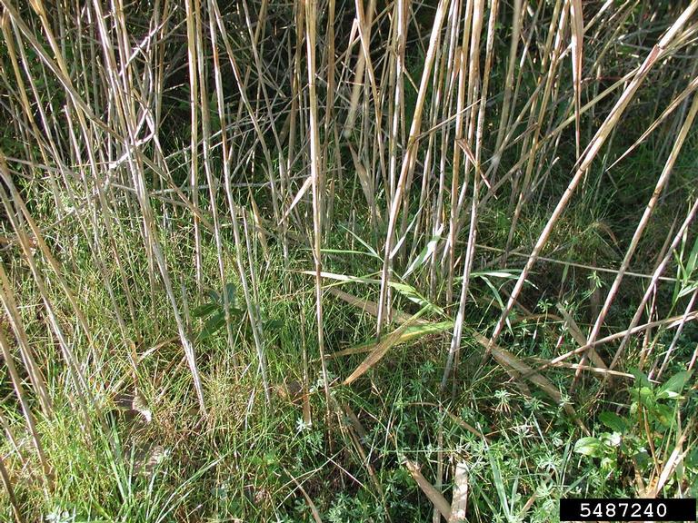 common reed (Phragmites australis (Cavanilles) Trinius ex Steudel)