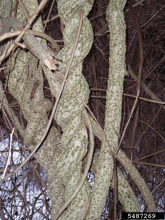 round leaf bittersweet (Celastrus orbiculatus Thunb.)