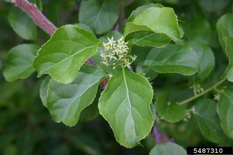 round leaf bittersweet (Celastrus orbiculatus Thunb.)