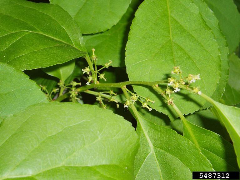 round leaf bittersweet (Celastrus orbiculatus Thunb.)