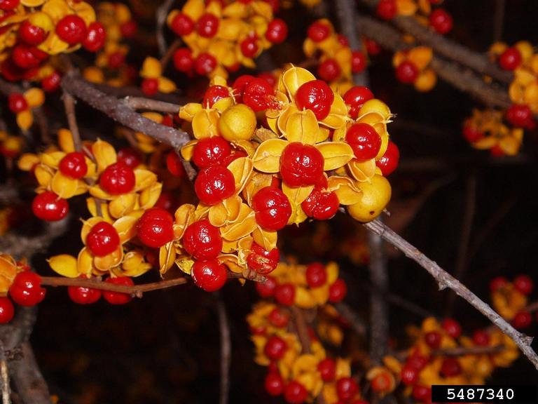 round leaf bittersweet (Celastrus orbiculatus Thunb.)