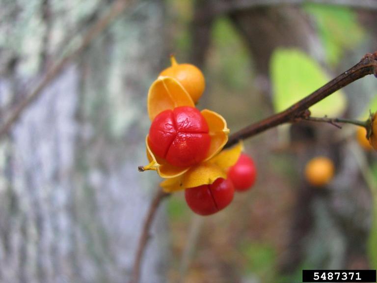 round leaf bittersweet (Celastrus orbiculatus Thunb.)