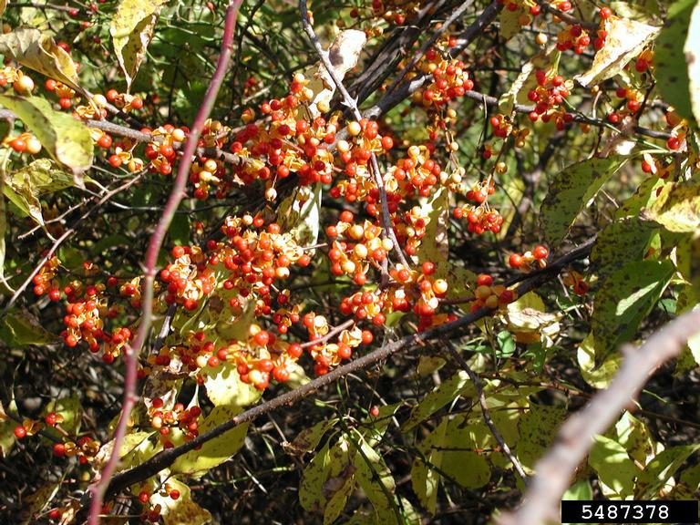 round leaf bittersweet (Celastrus orbiculatus Thunb.)