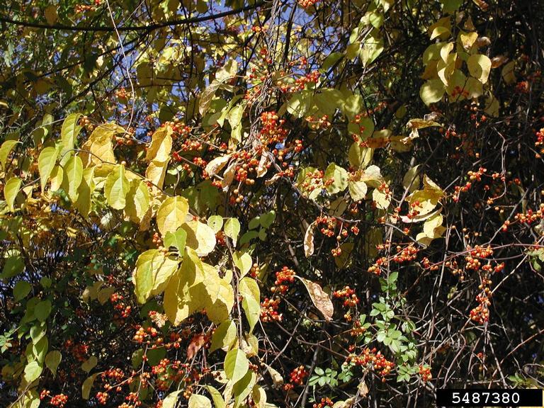 round leaf bittersweet (Celastrus orbiculatus Thunb.)