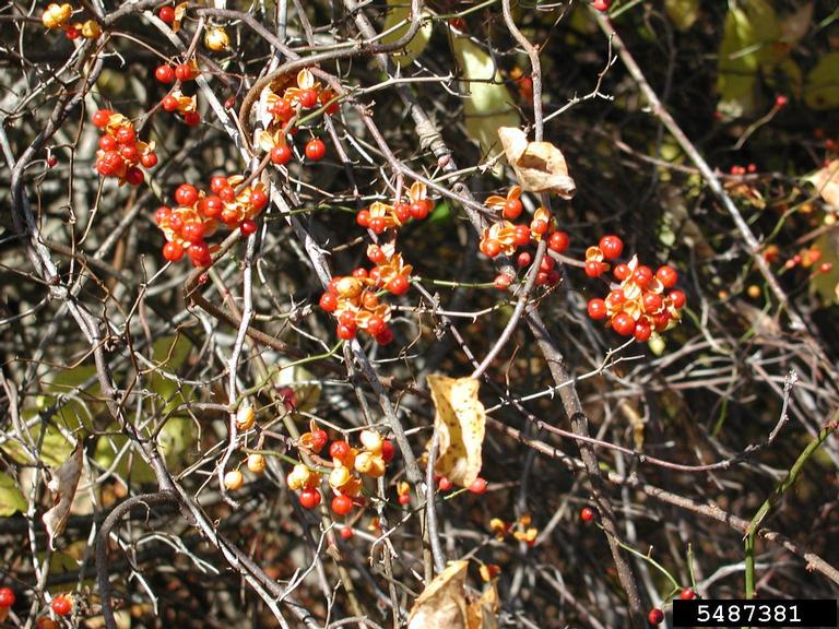 round leaf bittersweet (Celastrus orbiculatus Thunb.)