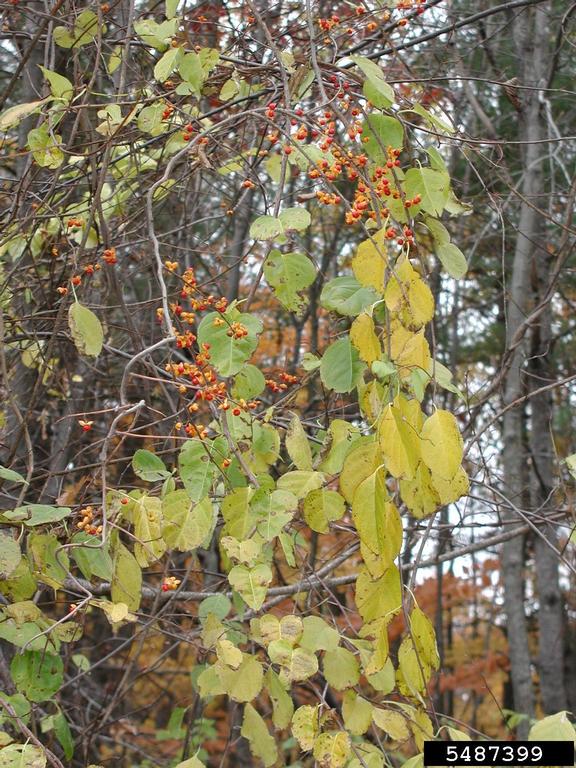 round leaf bittersweet (Celastrus orbiculatus Thunb.)