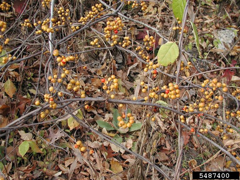 round leaf bittersweet (Celastrus orbiculatus Thunb.)