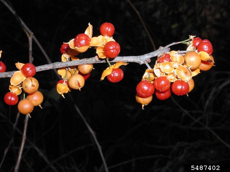 round leaf bittersweet (Celastrus orbiculatus Thunb.)