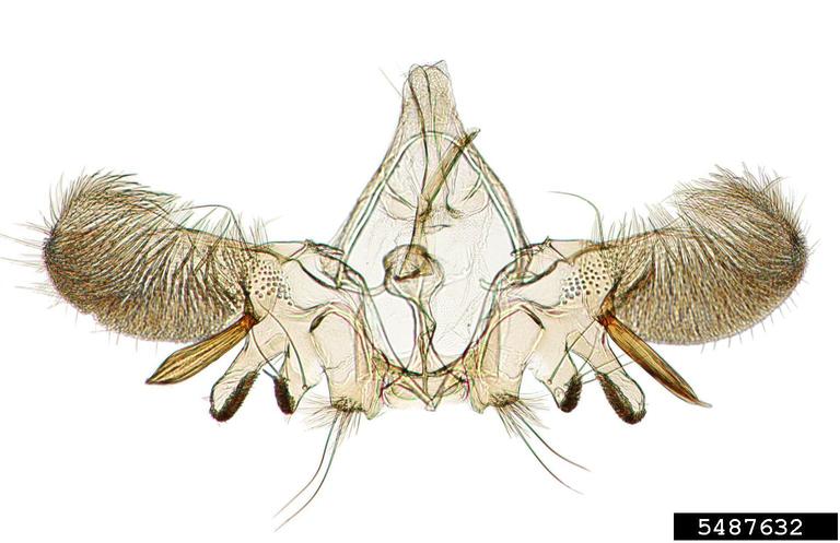 grape berry moth (Paralobesia viteana)
