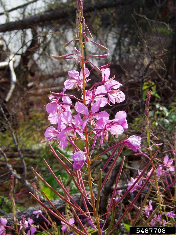 fireweed (Chamerion angustifolium (L.) Holub)