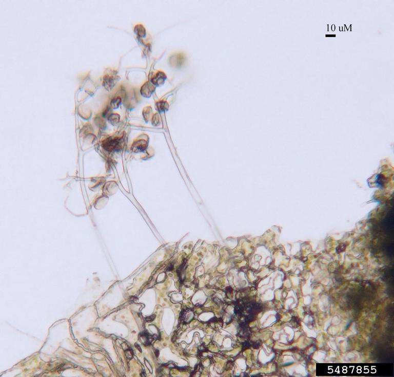 downy mildew (Peronospora sparsa Berk.)