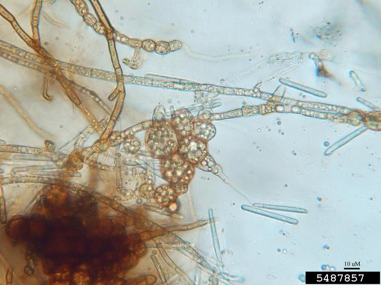 Calonectria cylindrospora Crous, Alfenas & M.J. Wingf.