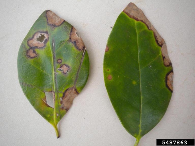 Mycosphaerella leaf spot (Mycosphaerella ligustri (Roberge ex Desm ...