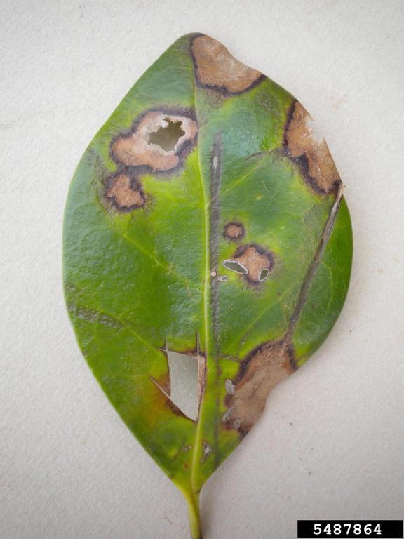 Mycosphaerella leaf spot (Mycosphaerella ligustri)