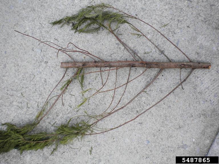 Seiridium cankers (Genus Seiridium)