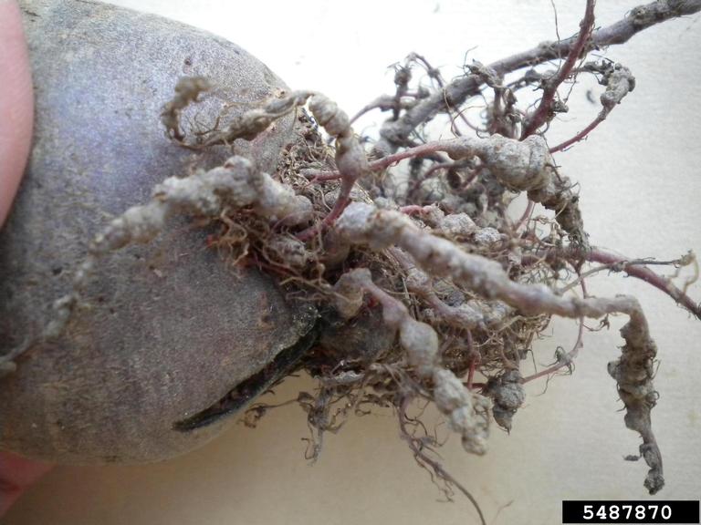 peanut root-knot nematode (Meloidogyne arenaria)