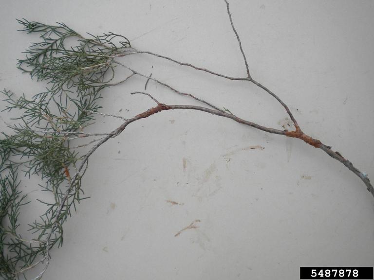 quince rust (Gymnosporangium clavipes ) on eastern redcedar (Juniperus ...