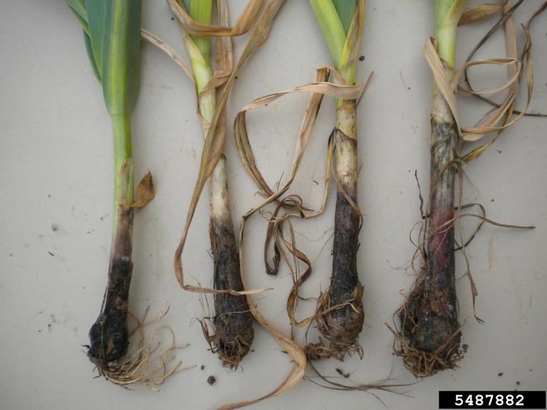 white rot (Stromatinia cepivora)