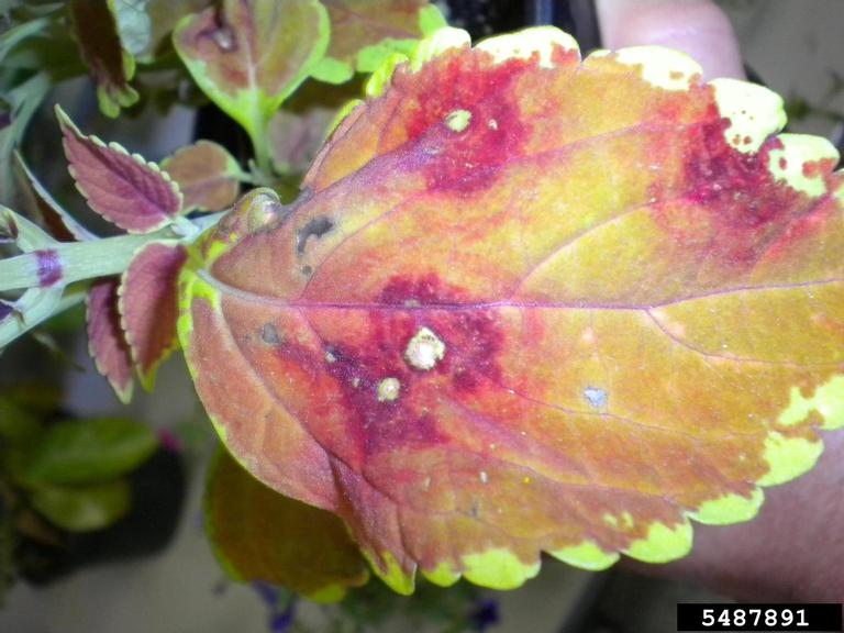 impatiens necrotic spot virus (INSV) (Tospovirus Impatiens necrotic ...