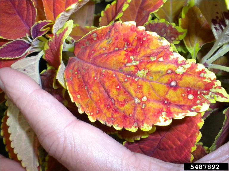 impatiens necrotic spot virus (INSV) (Tospovirus Impatiens necrotic ...