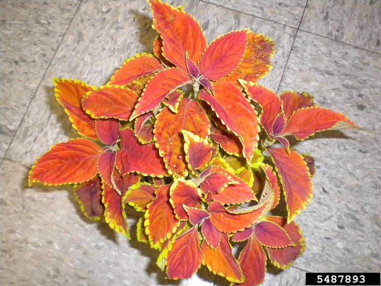 impatiens necrotic spot virus (INSV) (Tospovirus Impatiens necrotic ...