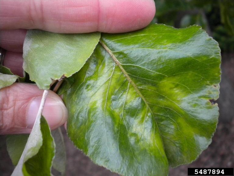 powdery mildew (Genus Oidium)