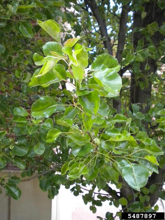 powdery mildew (Genus Oidium)